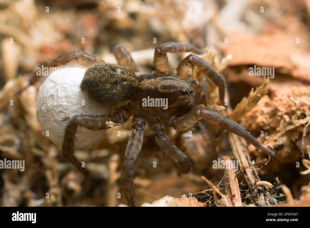 Female wolf spider hi-res stock photography and images - Alamy