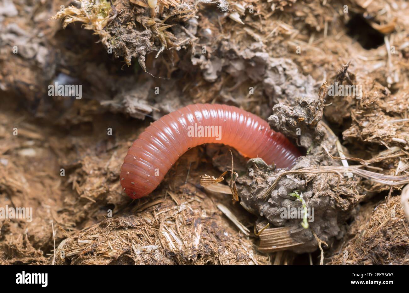 Rainworm in cow dung Stock Photo - Alamy