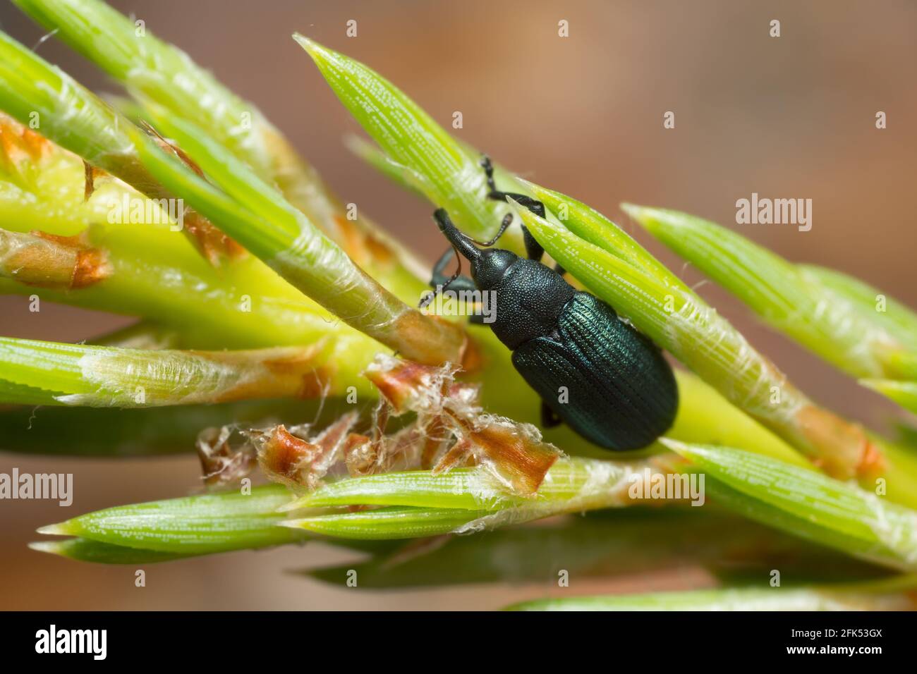 Curculionidade hi-res stock photography and images - Alamy