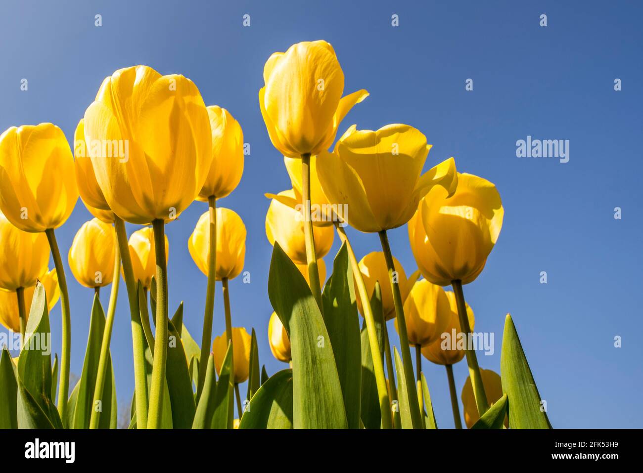 Worm's eye view showing yellow tulips (Tulipa sp.) flowering in spring ...