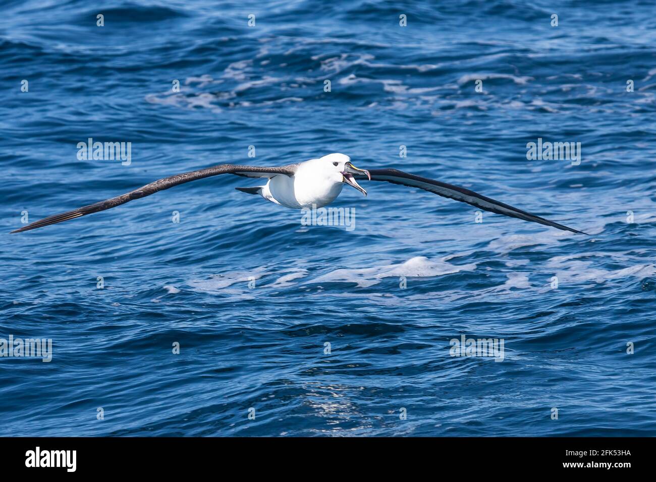 Indian yellow-nosed albatross, Thalassarche carteri, single adult ...