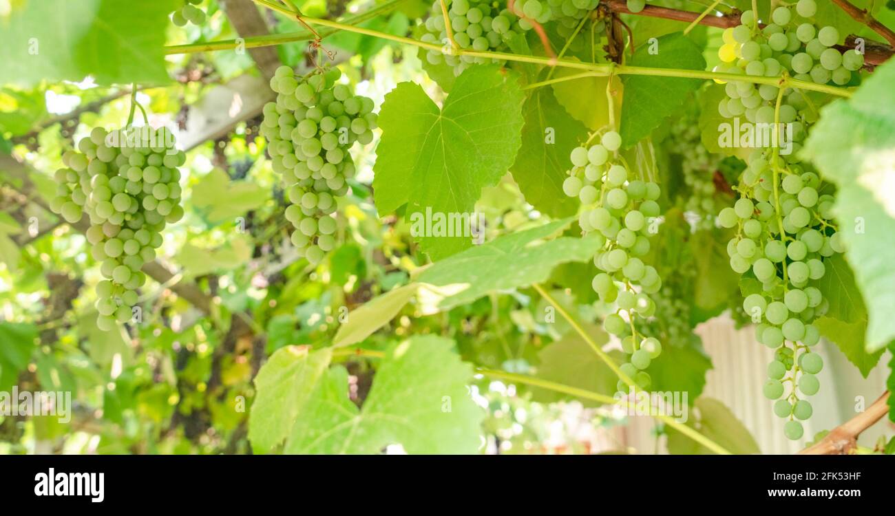 Fascicle hi-res stock photography and images - Alamy