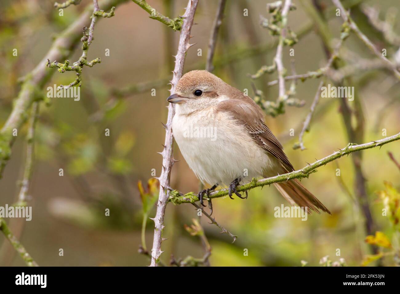 Isabelline shrike, Lanius isabellinus, single immature bird perched on ...