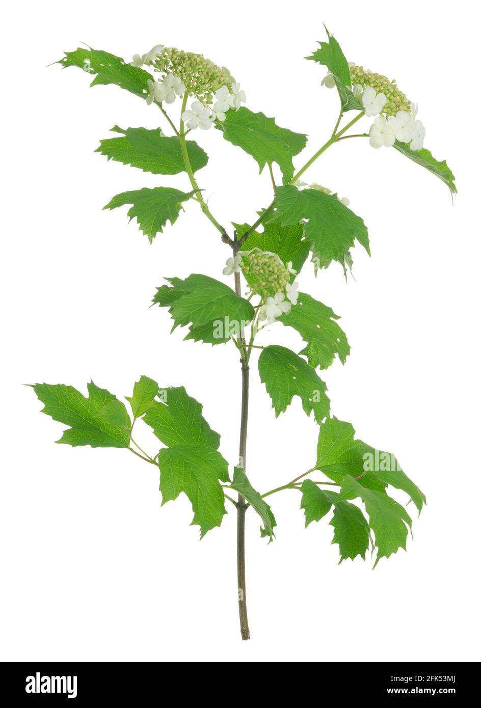 Blooming guelder-rose, Viburnum opulus isolated on white background ...