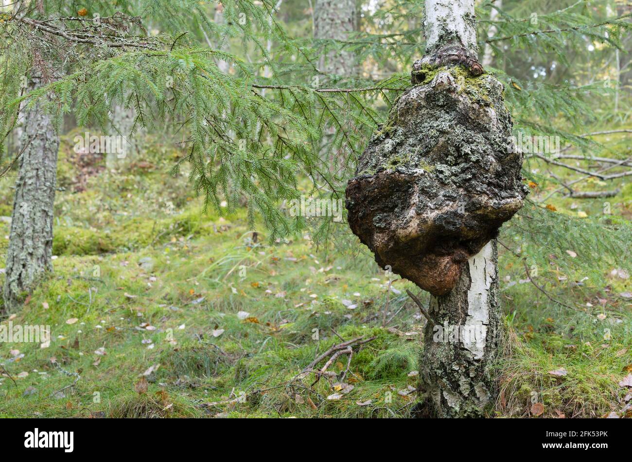Tree Burl High Resolution Stock Photography and Images - Alamy