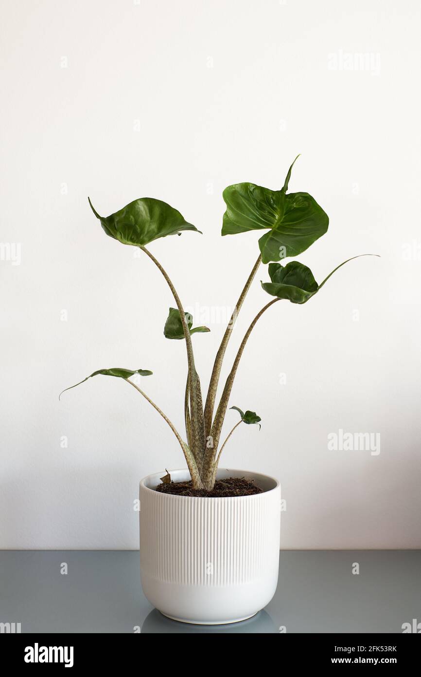 Alocasia stingray hi-res stock photography and images - Alamy
