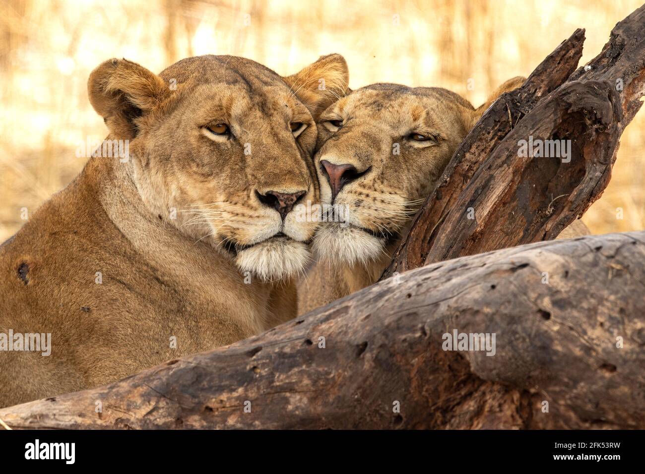 Lions in a tree hi-res stock photography and images - Alamy