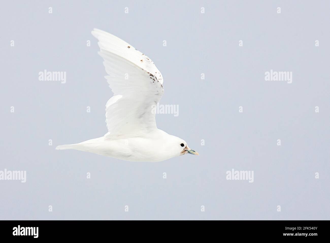 ivory gull, Pagophila eburnea, single bird in flight over pack ice ...