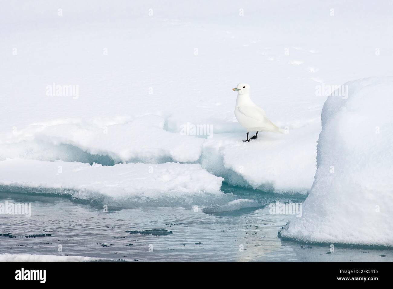ivory gull, Pagophila eburnea, single bird resting on ice, Arctic Ocean ...