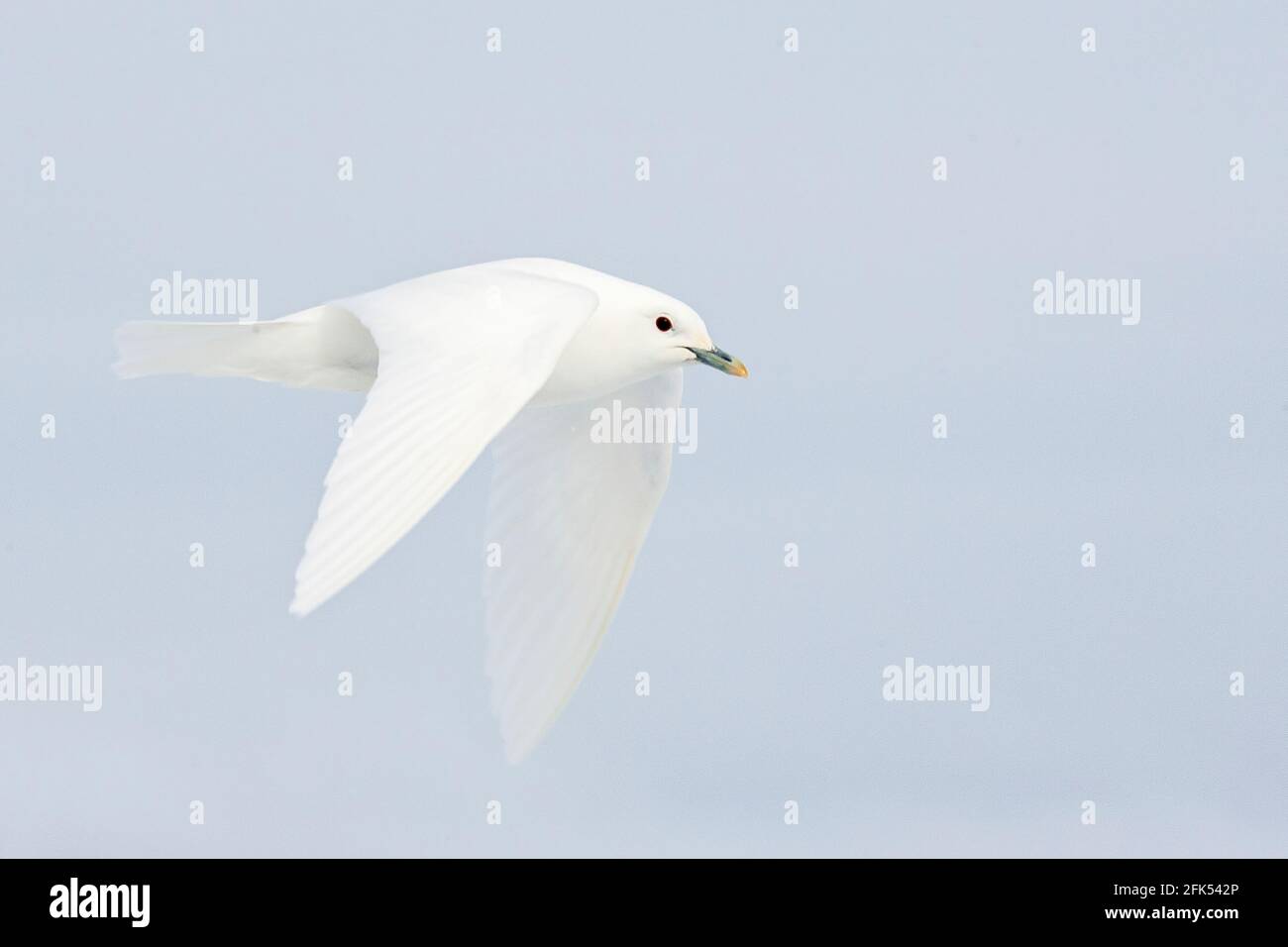 ivory gull, Pagophila eburnea, single bird in flight over pack ice ...