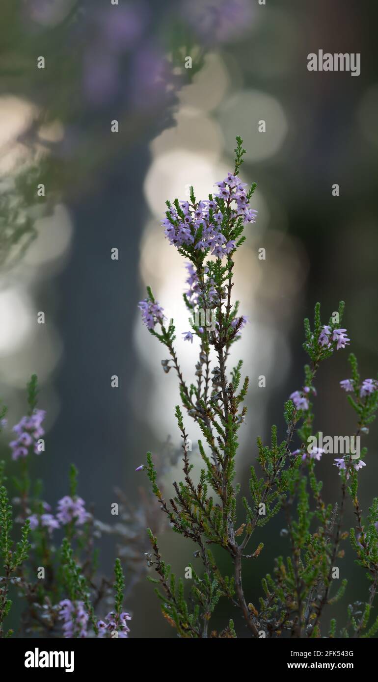 Closeup heather calluna vulgaris hi-res stock photography and images ...
