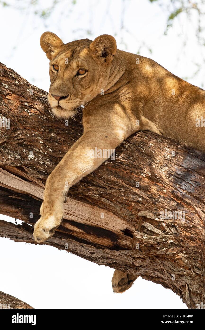 Lions in a tree hi-res stock photography and images - Alamy