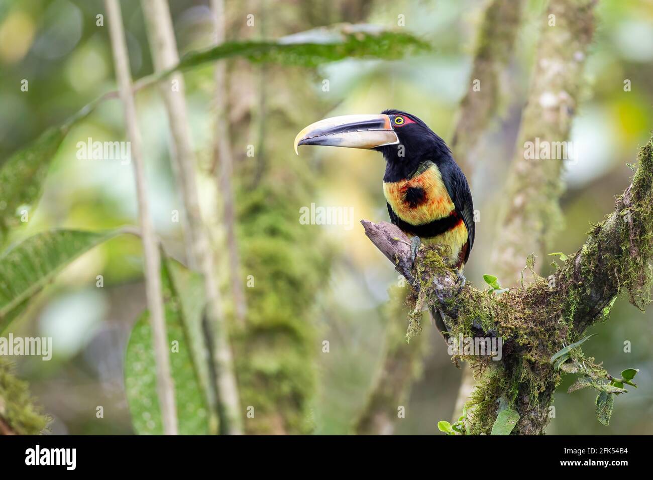 Ivory billed aracaris hi-res stock photography and images - Alamy