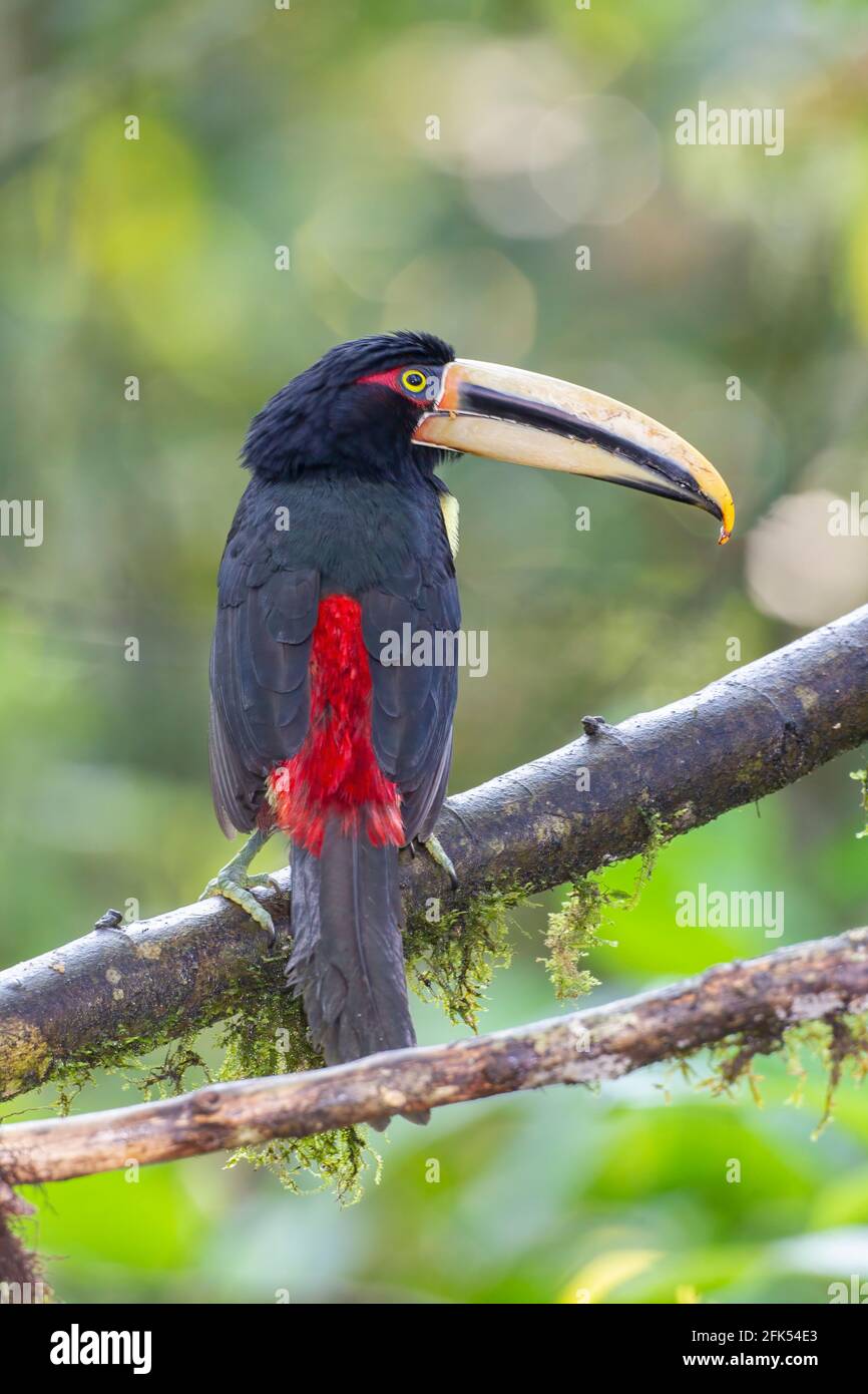 Ivory billed aracaris hi-res stock photography and images - Alamy