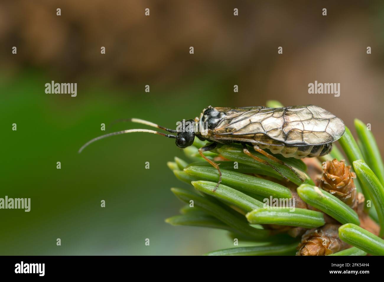 Leaf-rolling sawflie, Pamphiliidae on fir twig Stock Photo - Alamy