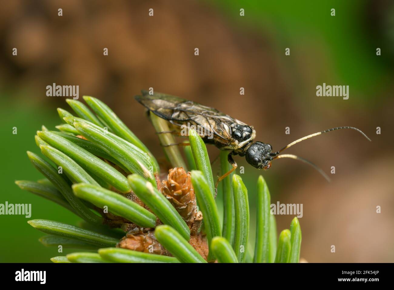 Leaf-rolling sawflie, Pamphiliidae on fir twig Stock Photo - Alamy