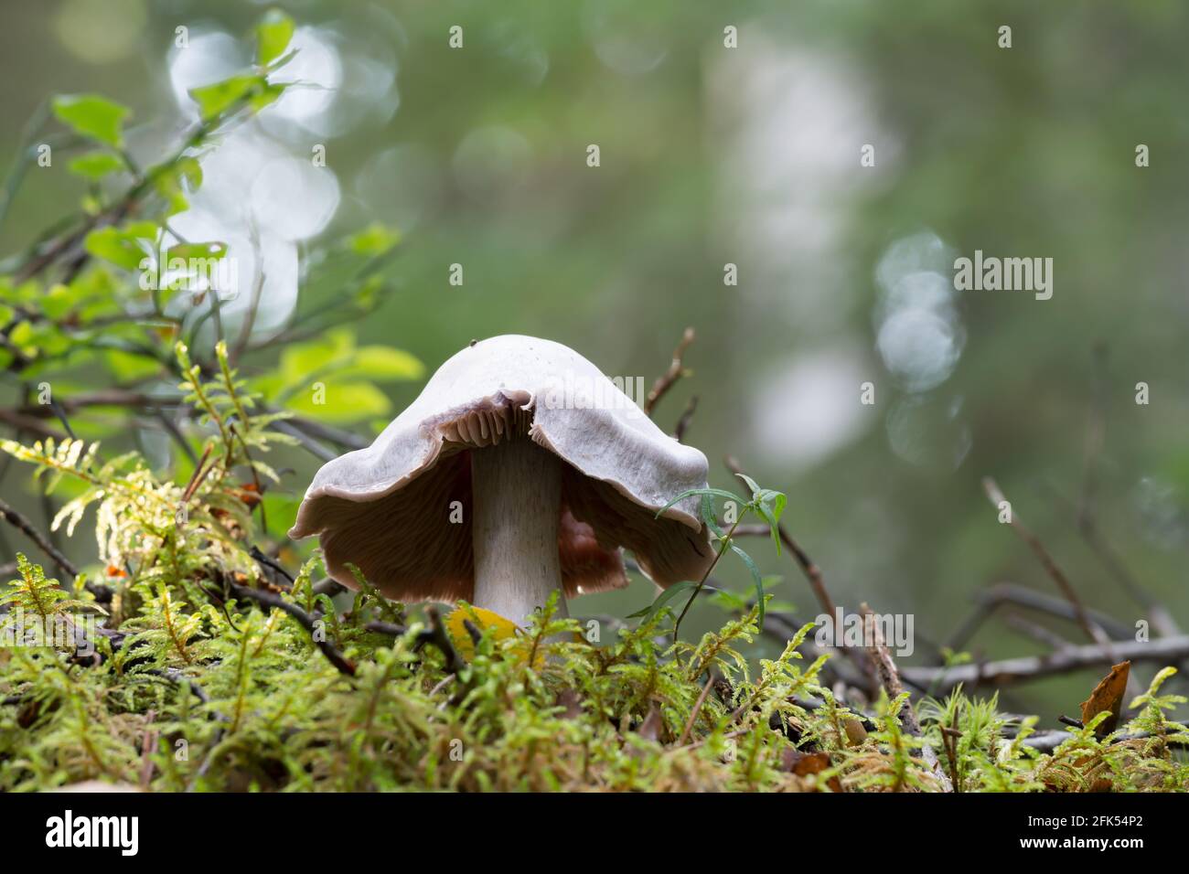 Gassy webcap, Cortinarius traganus growing among moss Stock Photo - Alamy