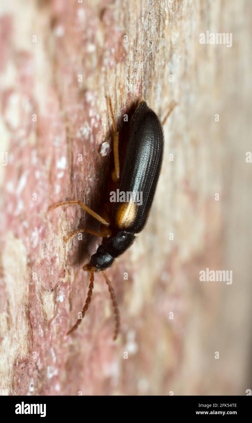 Mycetochara hi-res stock photography and images - Alamy
