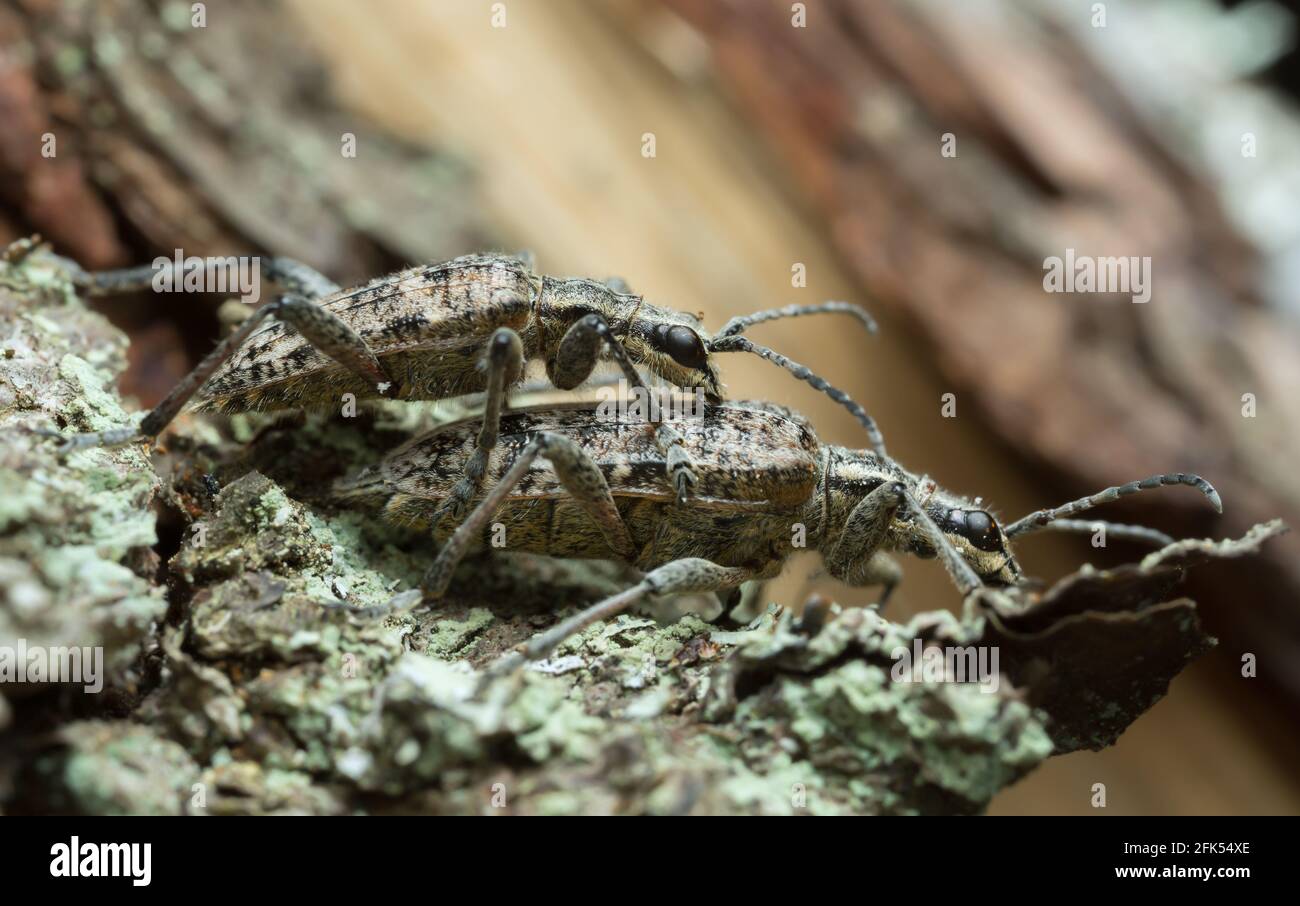 Pine bugs hi-res stock photography and images - Alamy