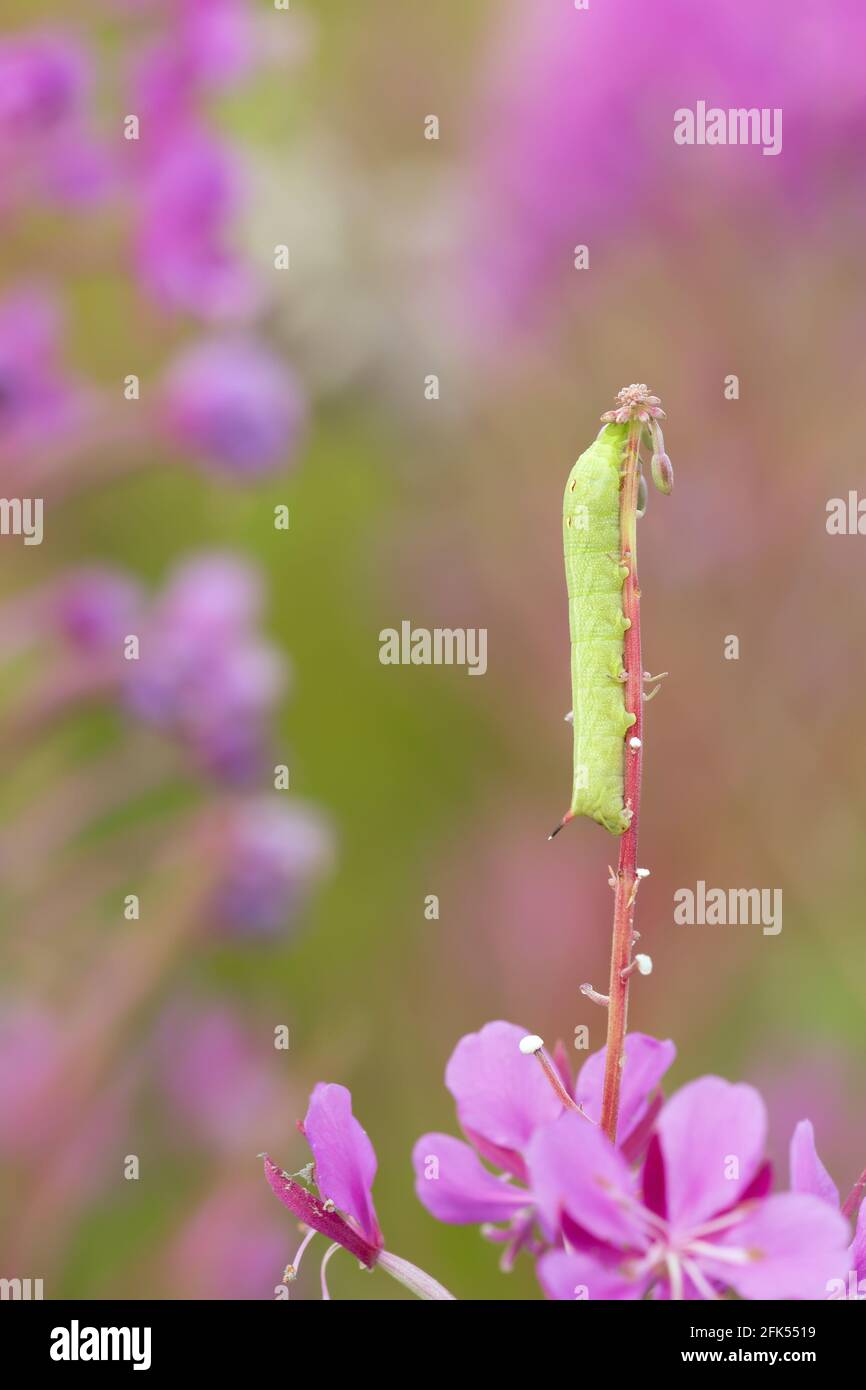 Elephant hawk moth, Deilephila elpenor larva on willowherb Stock Photo ...
