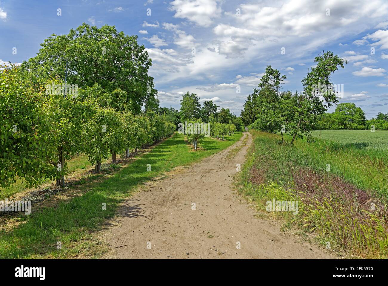 Obstplantage hi-res stock photography and images - Alamy