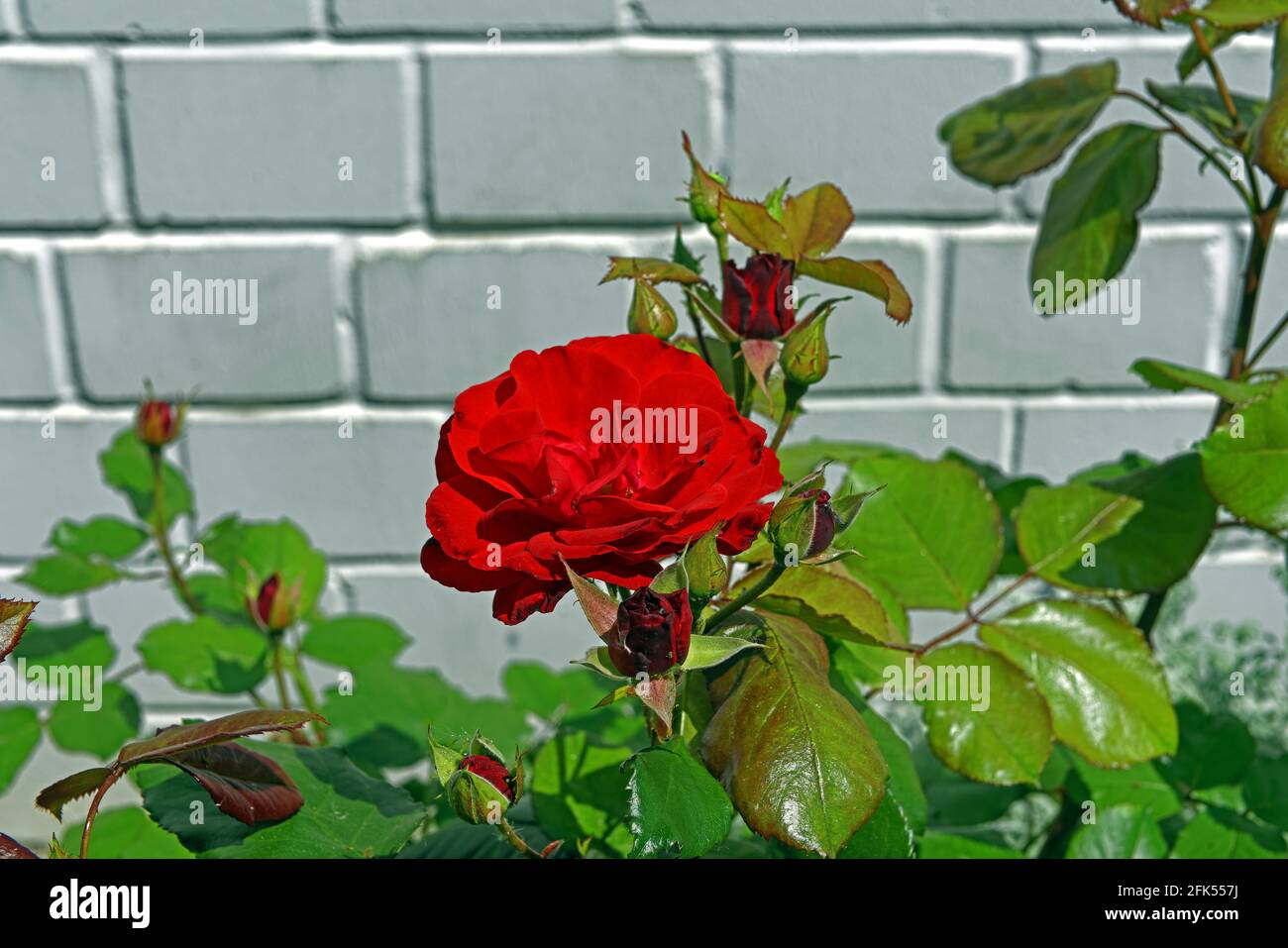 Rose rot hi-res stock photography and images - Alamy