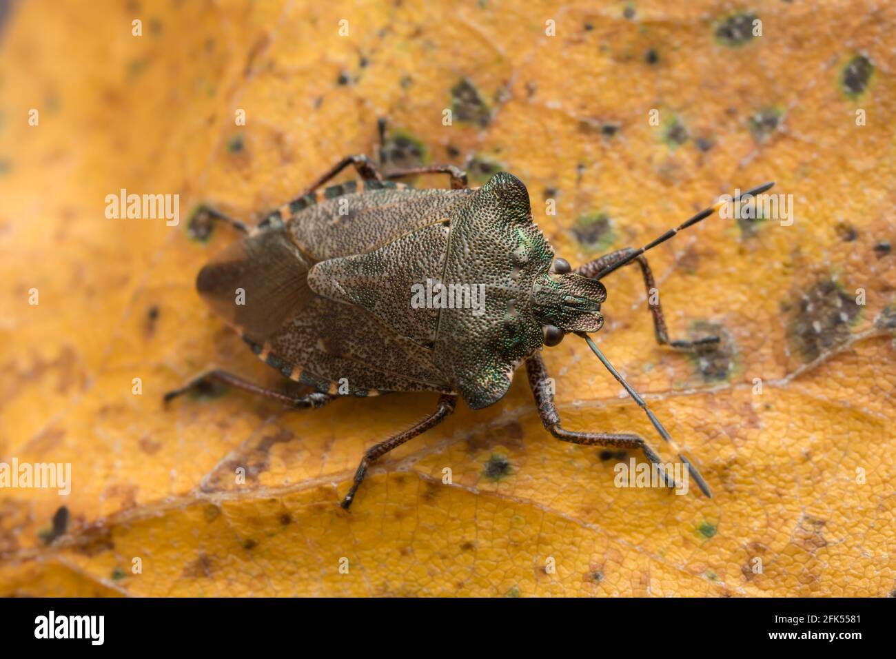 Arthropoda fauna hi-res stock photography and images - Alamy