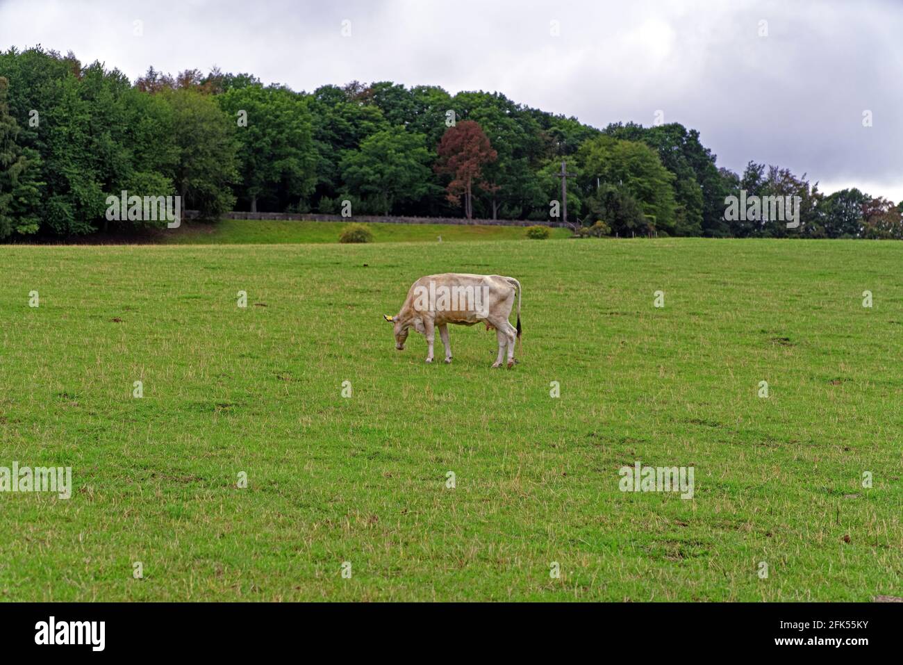 Beef rind hi-res stock photography and images - Alamy