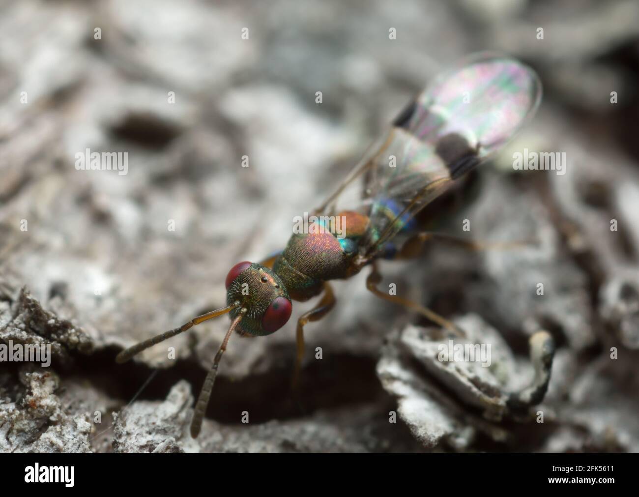 Chalcid wasp hi-res stock photography and images - Alamy
