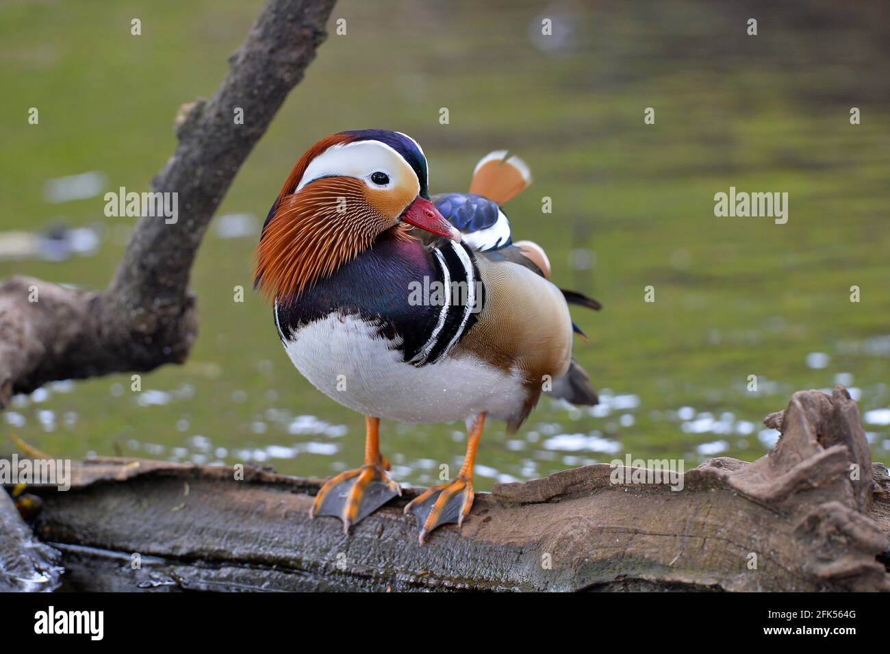 Nottingham, Nottinghamshire, UK 28th Apr 2021. UK News. A colourful ...