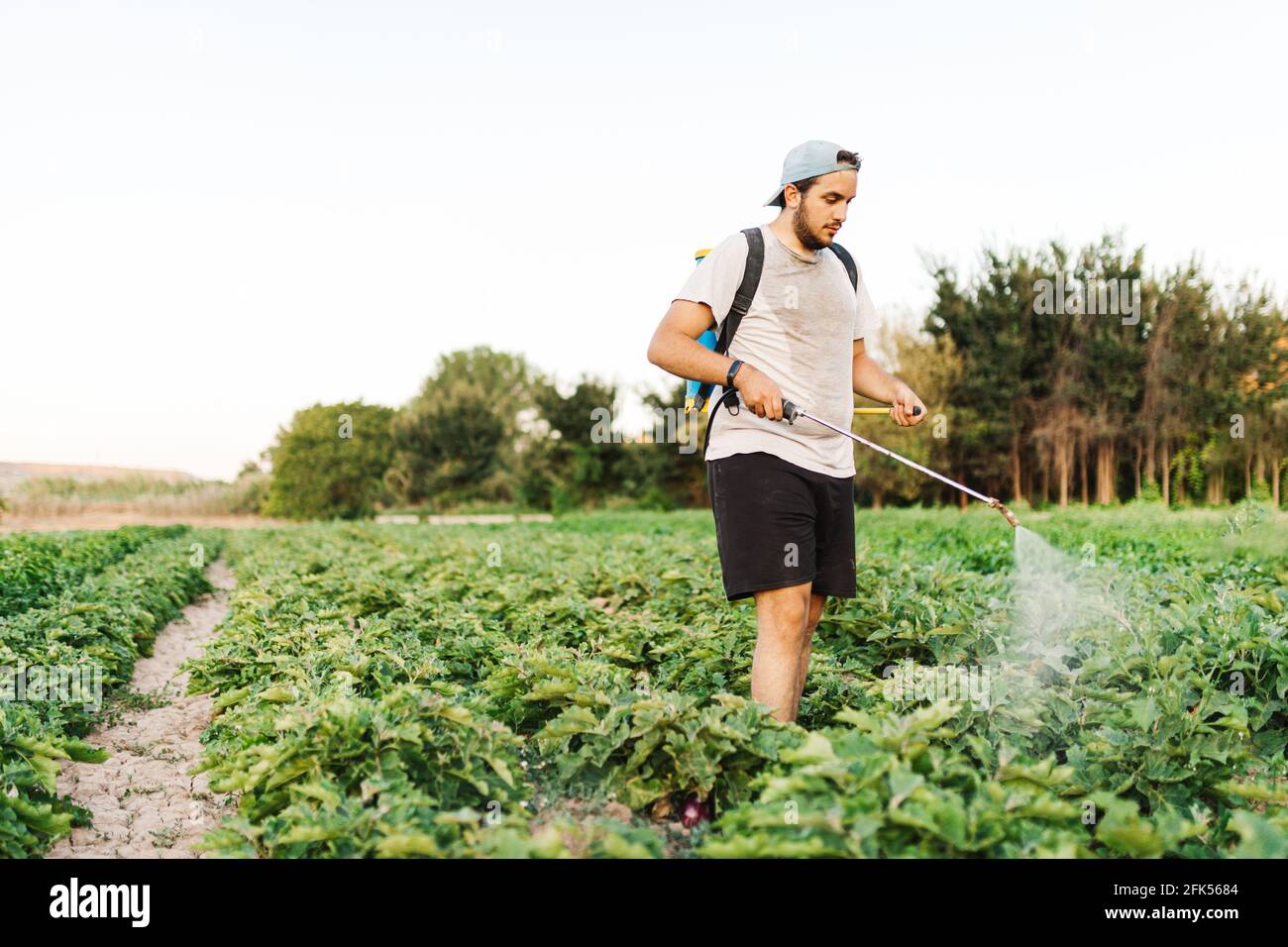 Man spraying vegetables in the crop Stock Photo - Alamy