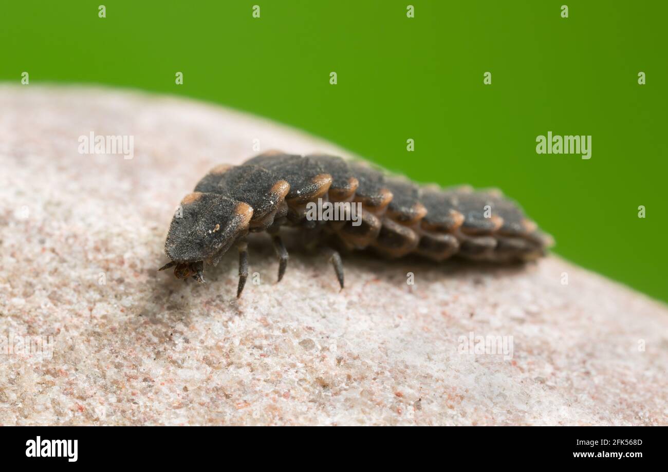 Common glow-worm, Lampyris noctiluca larva on rock, macro photo Stock ...