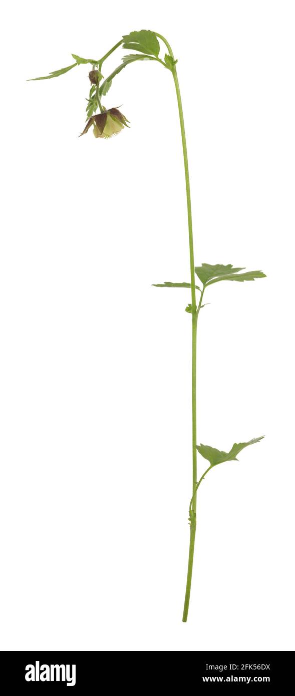 Background wildflower Cut Out Stock Images & Pictures - Alamy