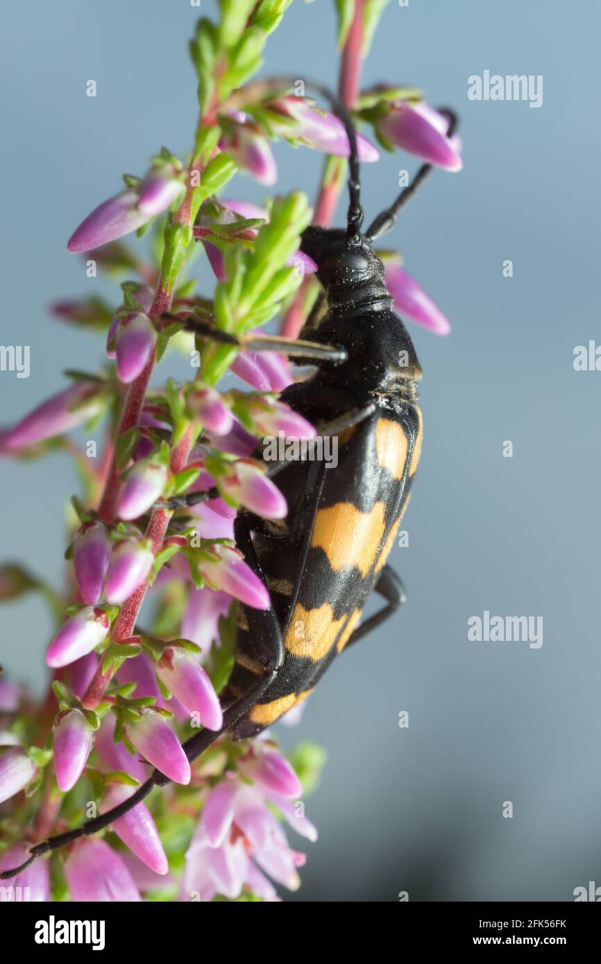 Black and yellow striped beetle hi-res stock photography and images - Alamy