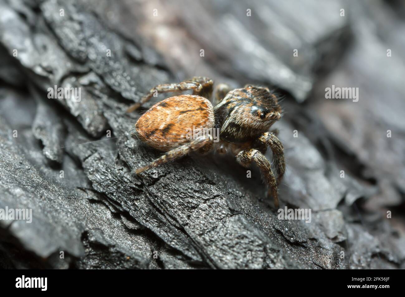 Falcata jumping hi-res stock photography and images - Alamy