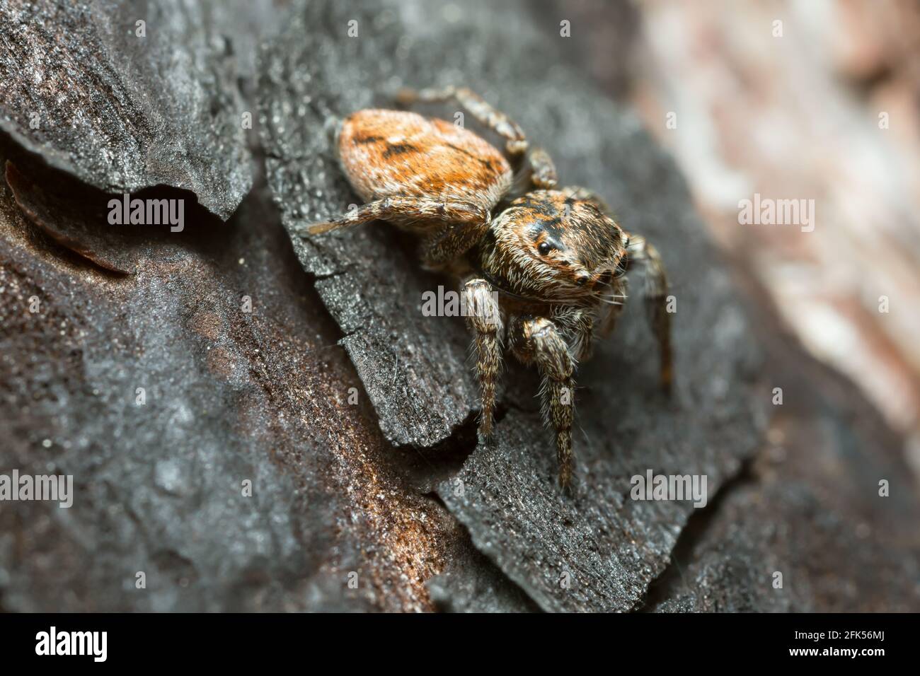 Jumping spider, Evarcha falcata on burnt bark Stock Photo - Alamy