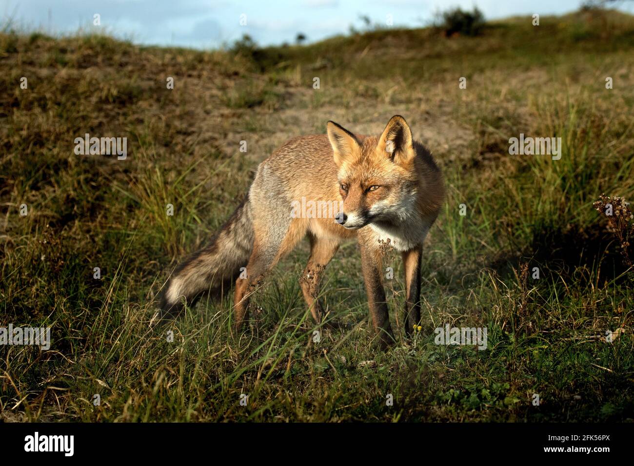 Junger fuchs hi-res stock photography and images - Alamy