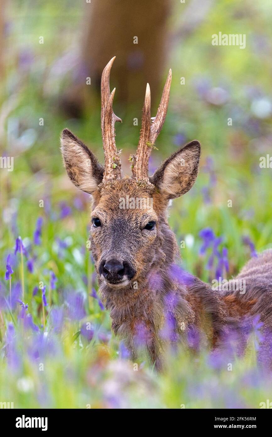 Wild Roe deer Buck laying down in bluebells, woodland on Caterham ...