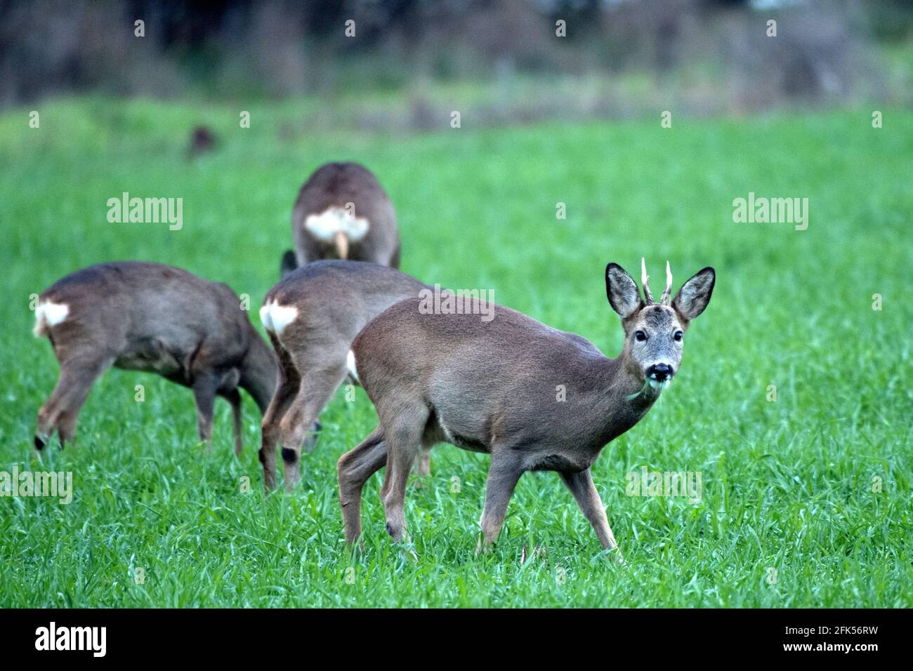 Feldasung hi-res stock photography and images - Alamy