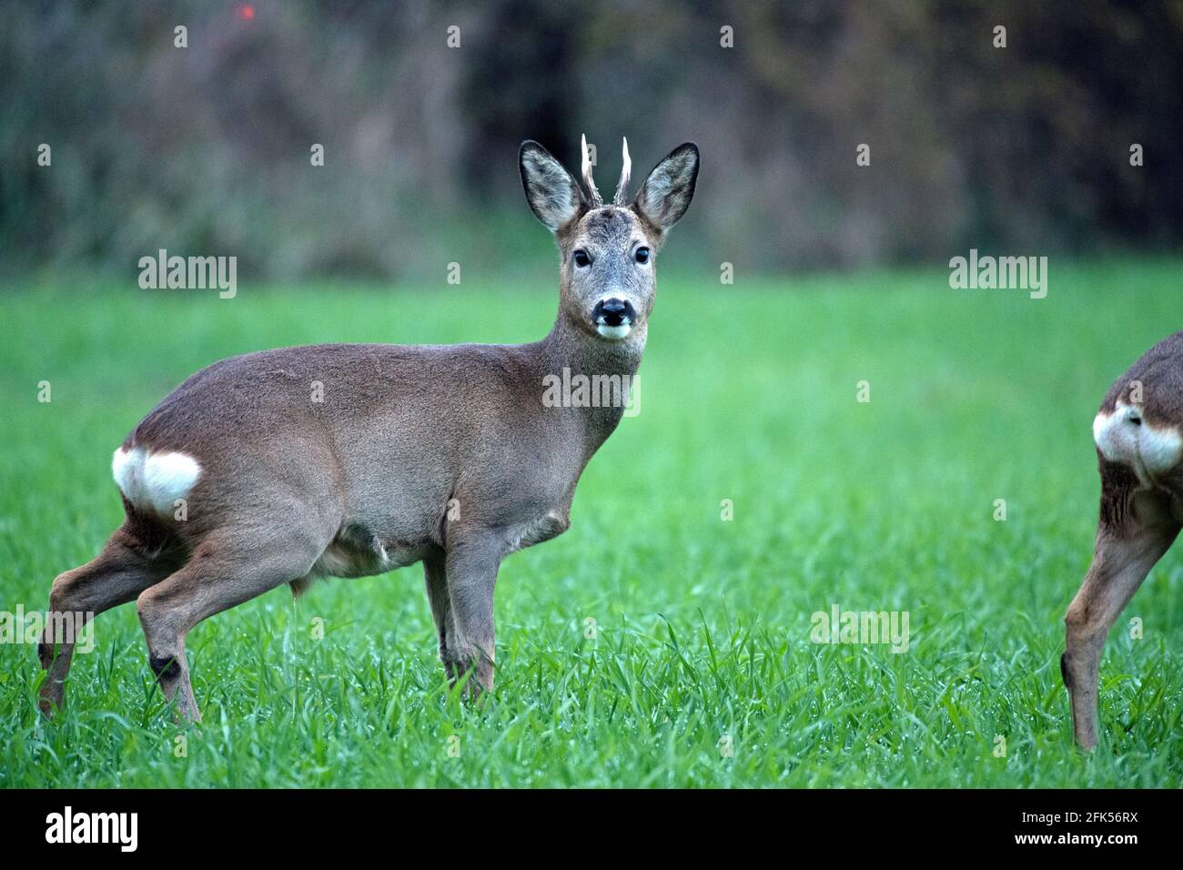 Rehe, Sprung Rehe Stock Photo - Alamy