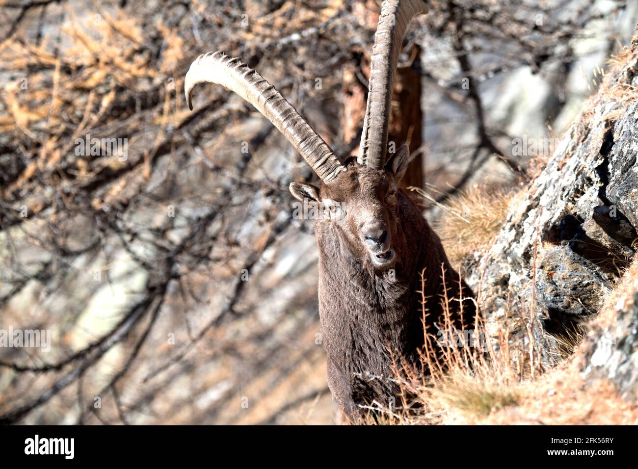 Steinbock im Hochgebirge Stock Photo - Alamy