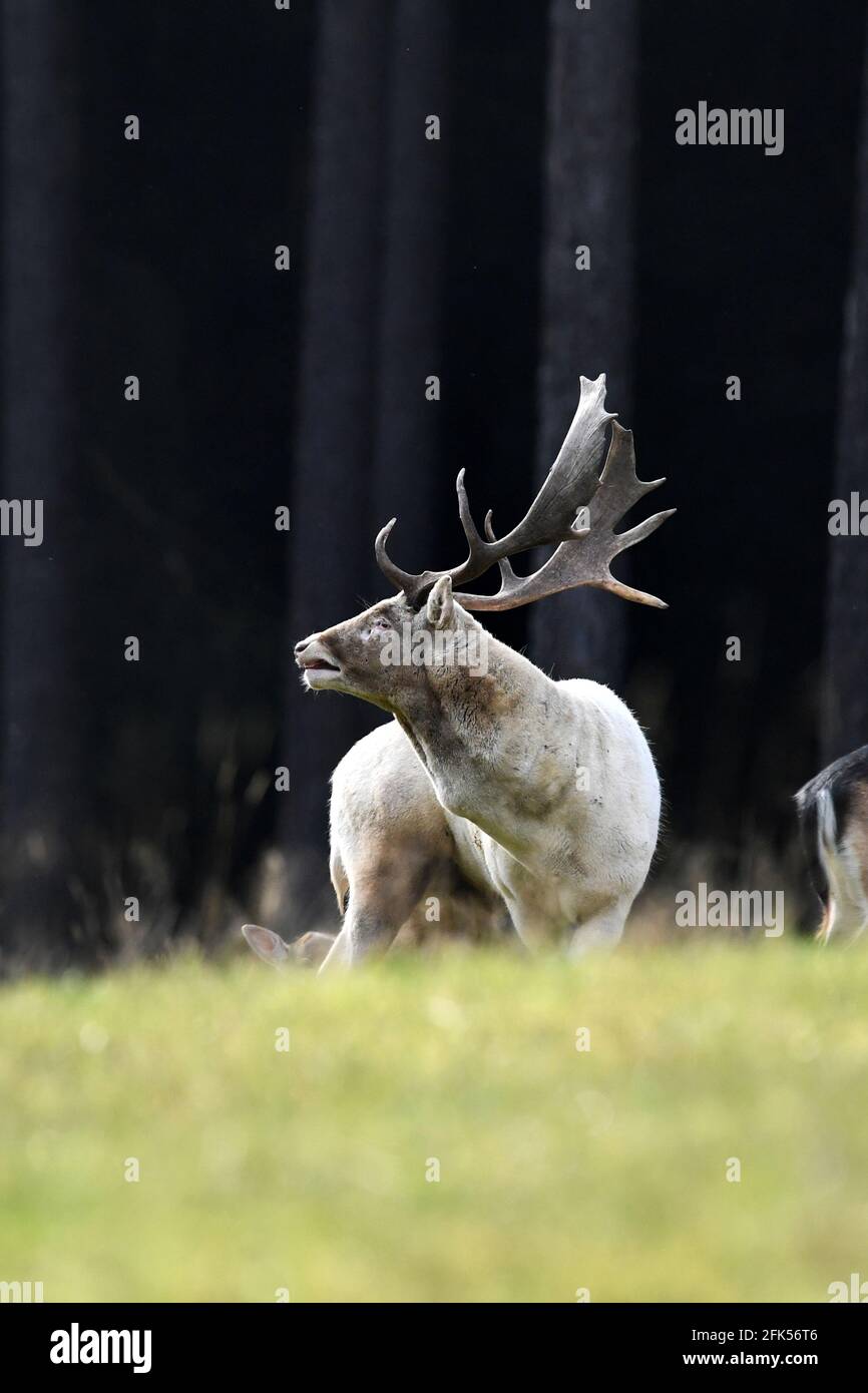 Real deer hi-res stock photography and images - Alamy