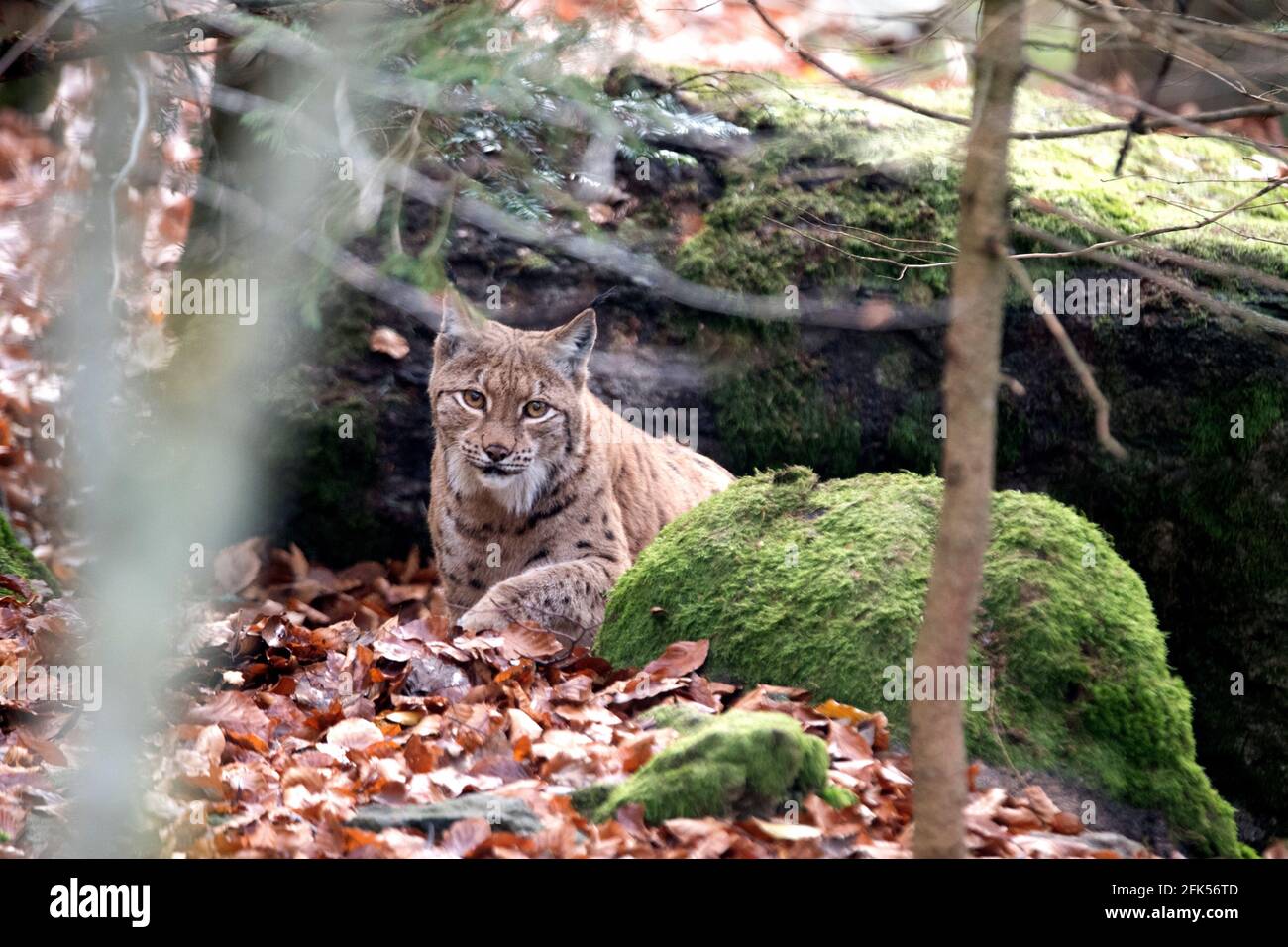 Shy predatory cat hi-res stock photography and images - Alamy