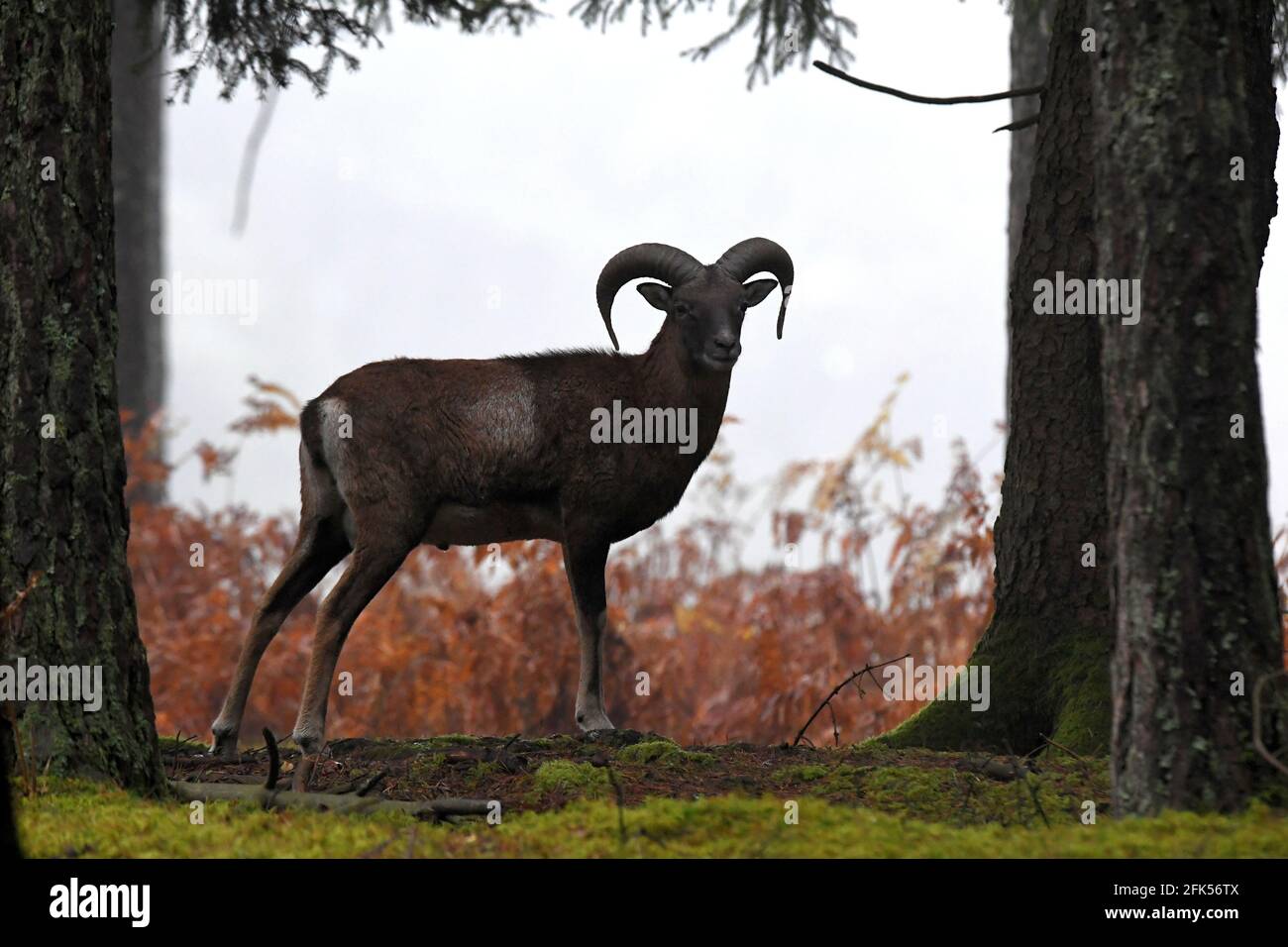 Mufflons hi-res stock photography and images - Alamy