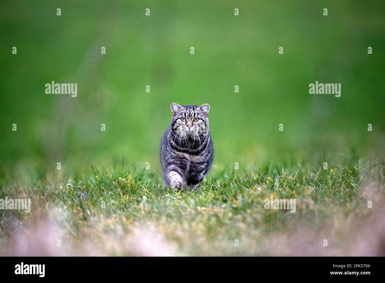 Poaching house cat hi-res stock photography and images - Alamy