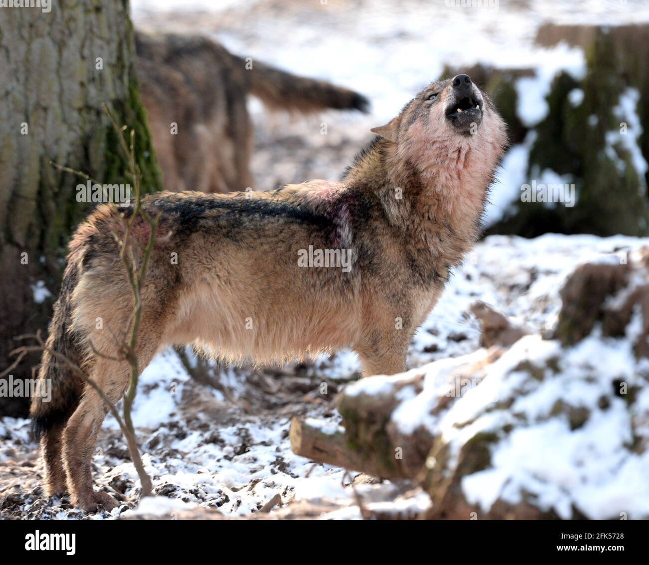 Wolf mit beute canis lupus hi-res stock photography and images - Alamy