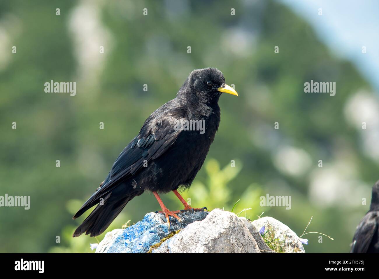 Pyrrhocorax graculus - Bergdohle oder Alpendohle genanntauf der ...