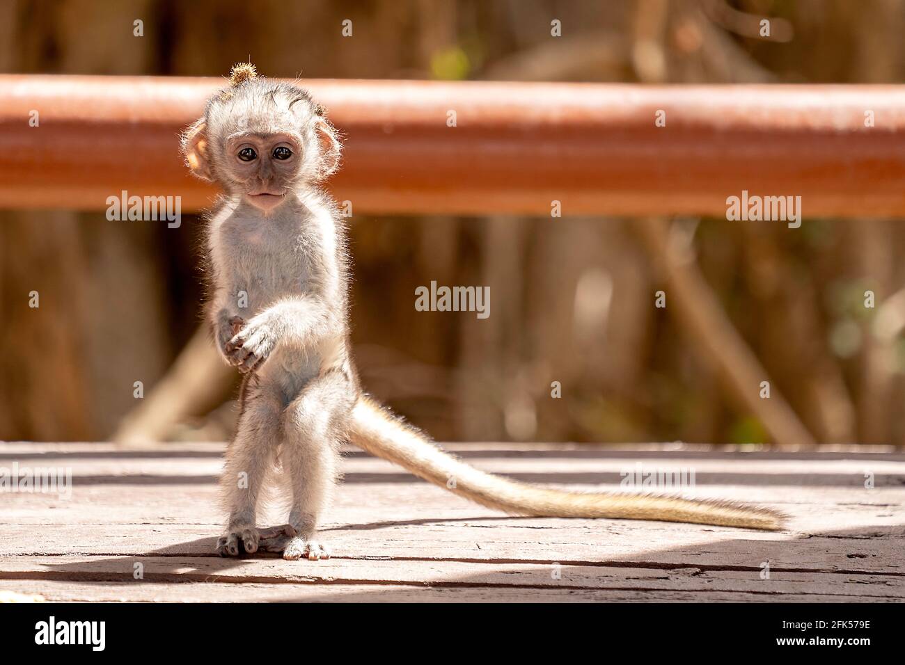 Baby vervet monkey hi-res stock photography and images - Alamy