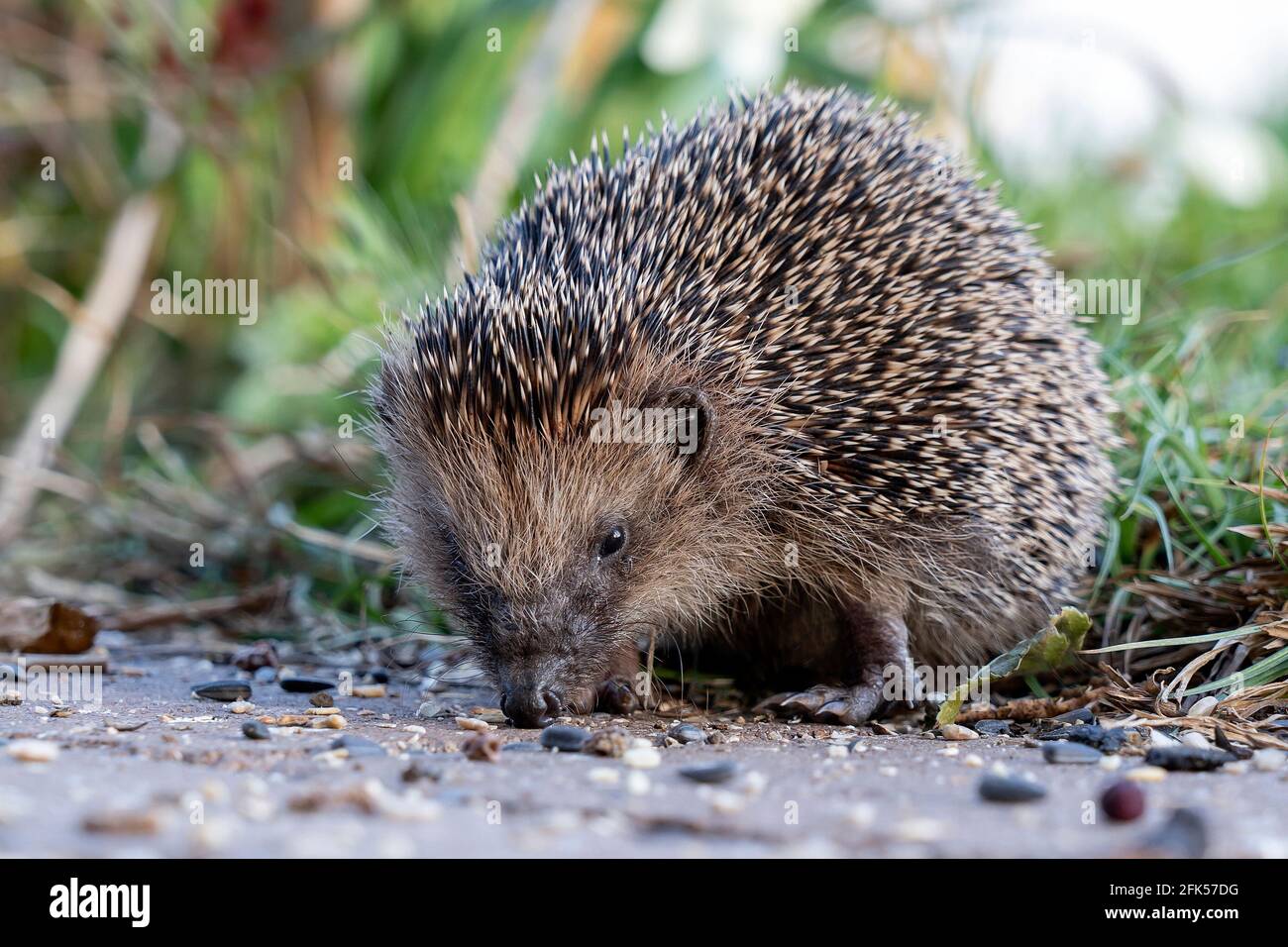 Animals igel hi-res stock photography and images - Alamy
