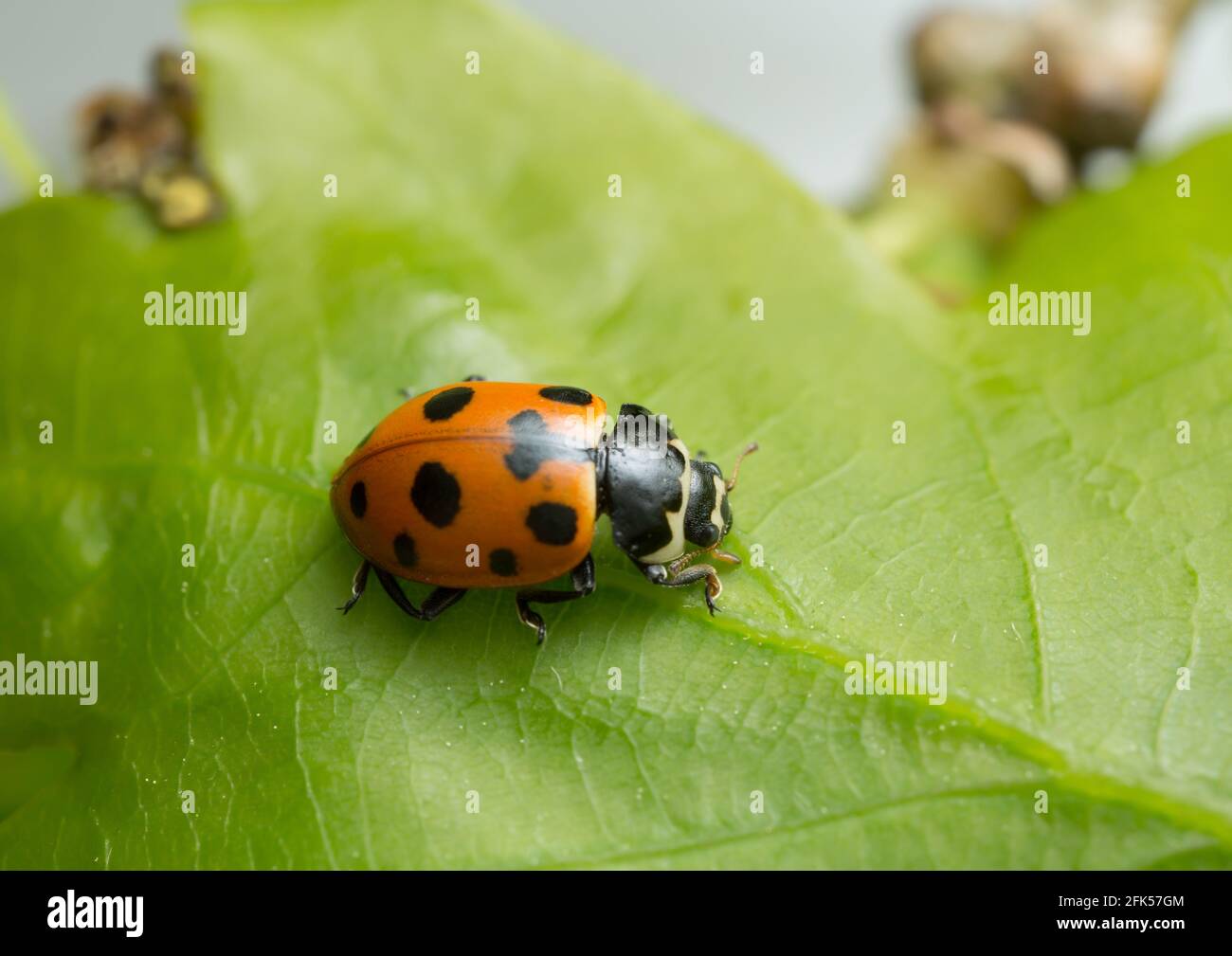 Notata hi-res stock photography and images - Alamy